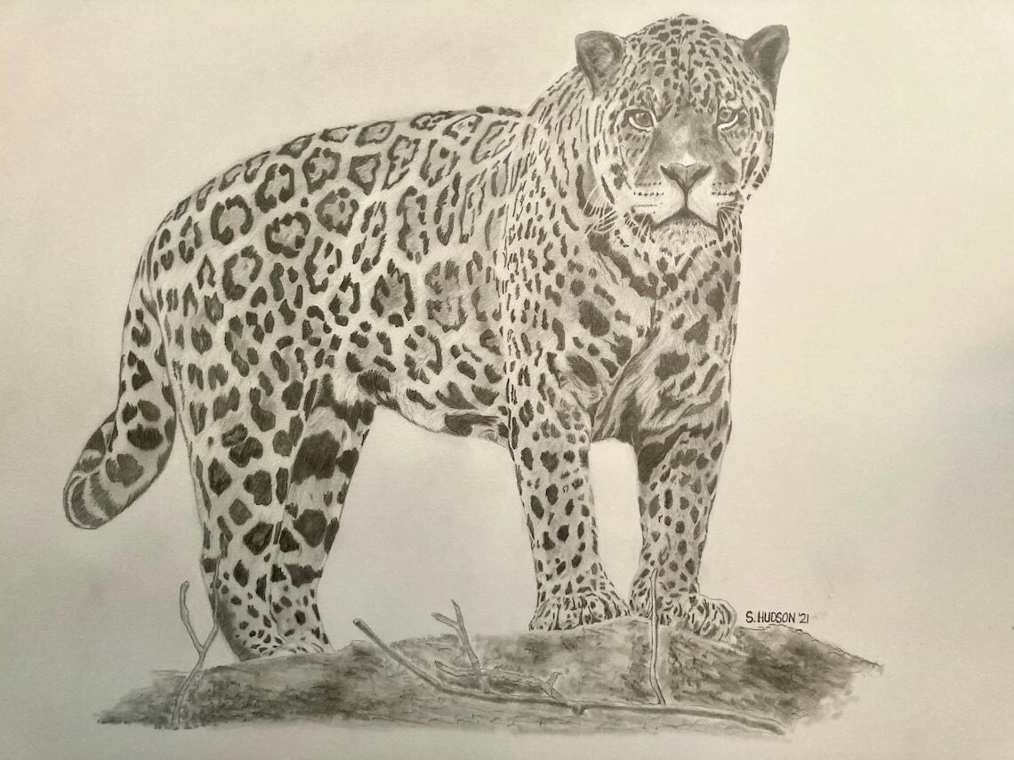 Jaguar Drawing