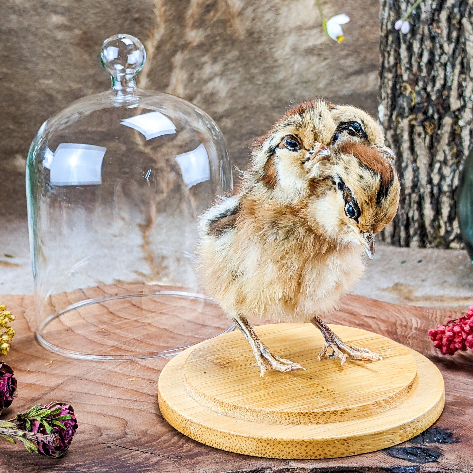 R30e 3 Headed Chicken Display chick bizarre Gaff Taxidermy Oddities ...