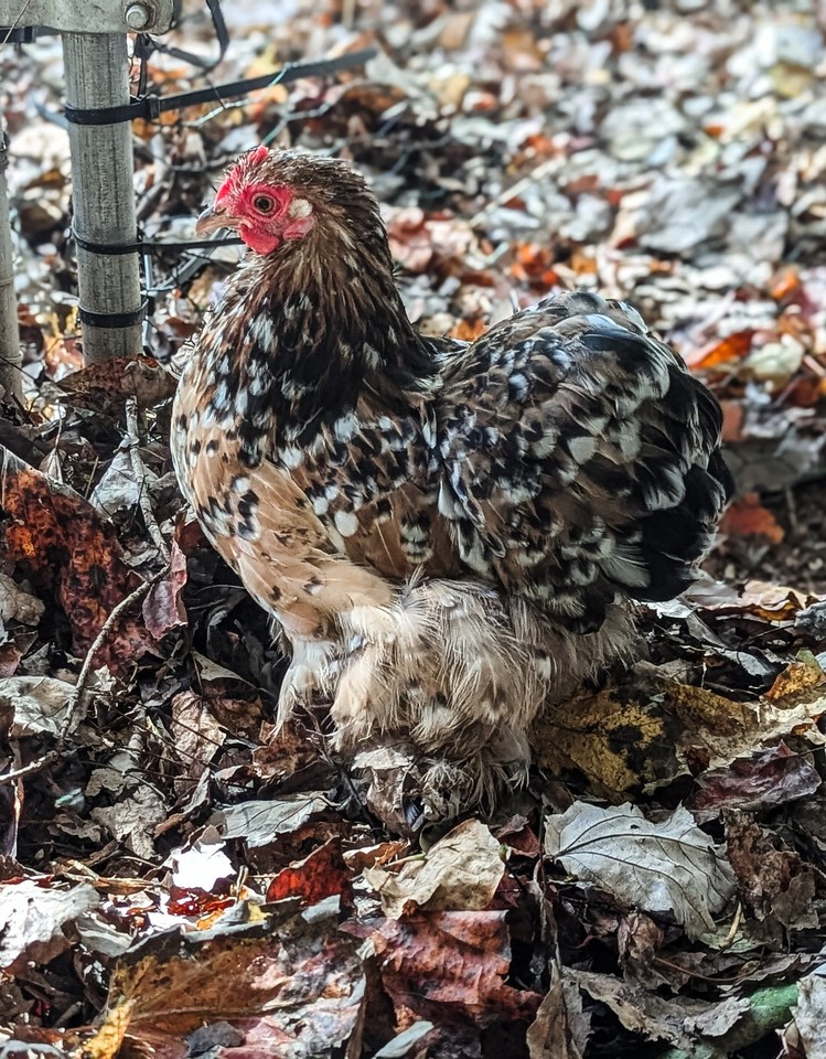 6 Calico/Millie/Dark Calico/Blue Calico Bantam Cochin Eggs - Frizzle ...