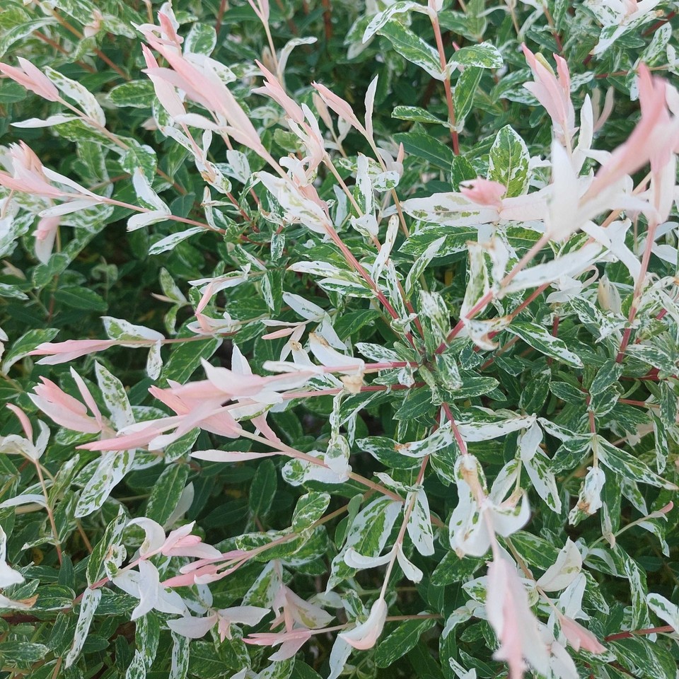 Harlekin Weide Kaufen