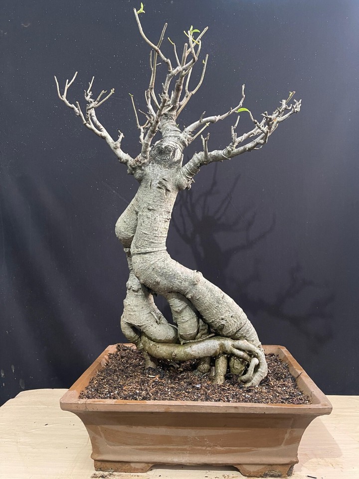 Actual plant Bonsai Adansonia digitata L (big size) - baobab bonsai ...