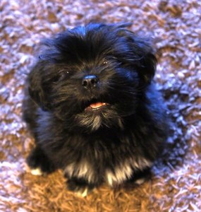 paradise-pet | eBay UK Stores