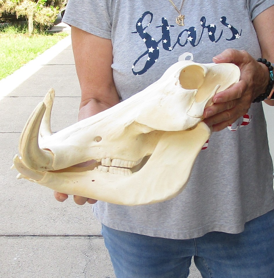 Real South African Warthog Skull w/9 inch teeth taxidermy #50478 | eBay