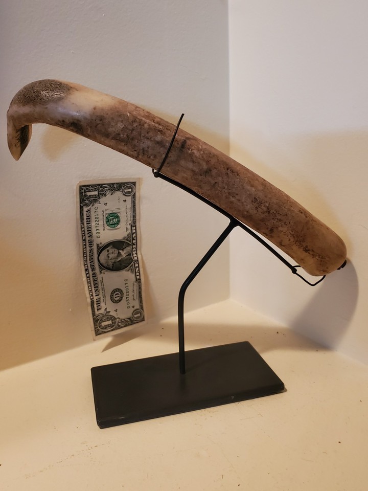 Antique OLD Native American Indian plains hide scraper 1840s 19th c. | eBay