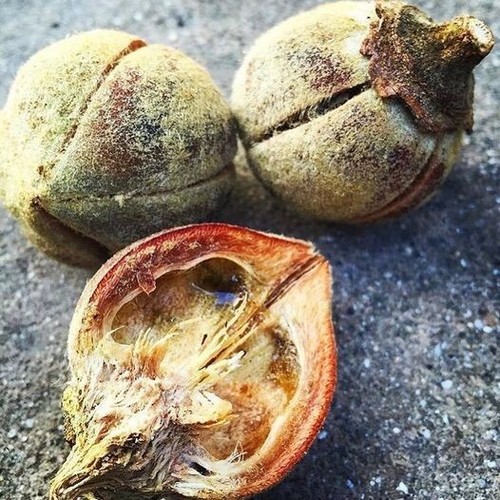 AFRICAN GUM SNOT APPLE SEEDS GORON TULA FRUIT TREE Azanza Thespesia ...