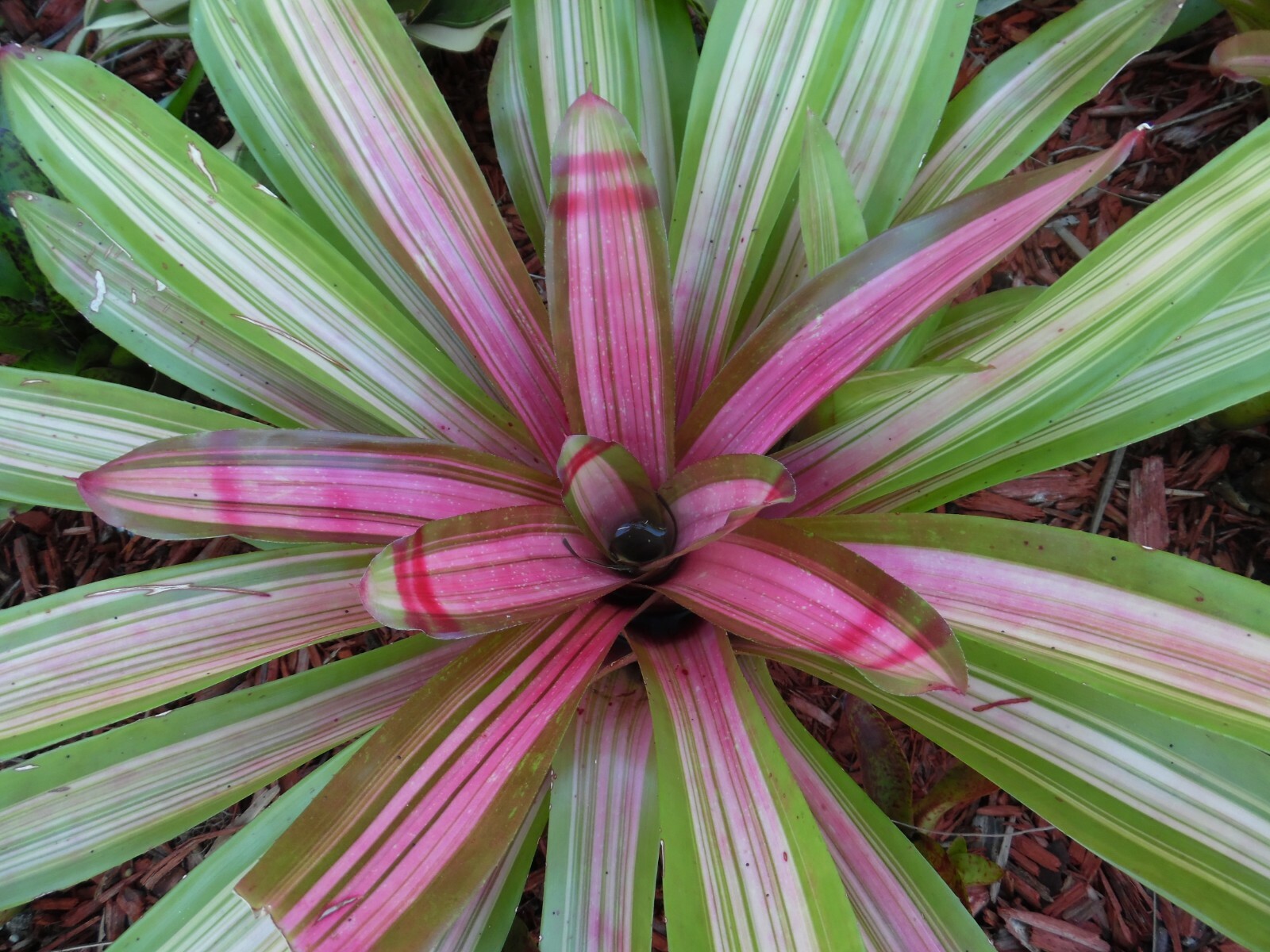 Neoregelia VARIEGATED MARTIN Bromeliad one tropical plant *MEDIUM* | eBay