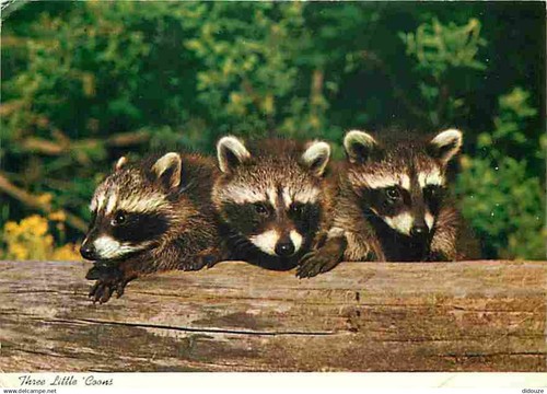 Animaux - Ratons laveurs - Little Coons - CPM - Voir Scans Recto-Verso ...
