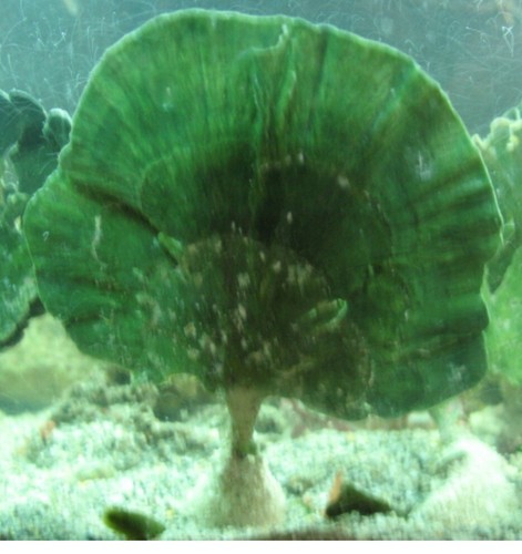 3-5” Mermaids Fan Plant Macroalgae Saltwater /Reef Tank / Frag | eBay