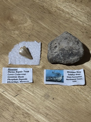 Perfect fossil gift - mosasaur tooth, dinosaur age, real with a bonus ...