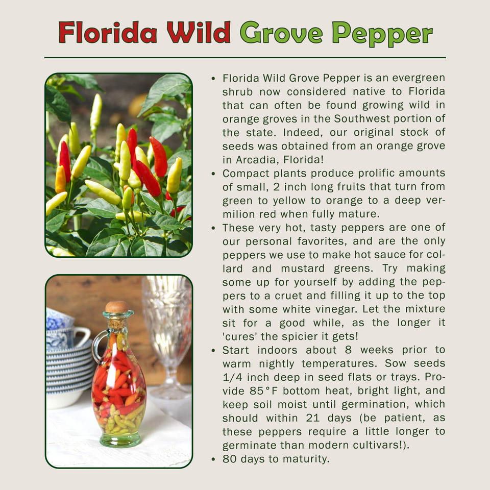 25 Florida Wild Grove Pepper Seeds, Organic, Super Hot, Non GMO ...