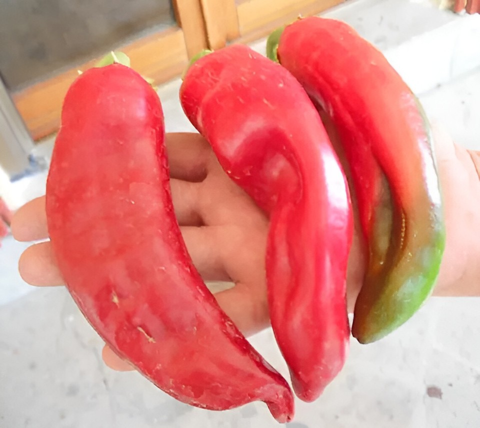 100ct Heirloom NuMex BIG Jim Hatch Chili Pepper Seeds HUGE Foot Long ...