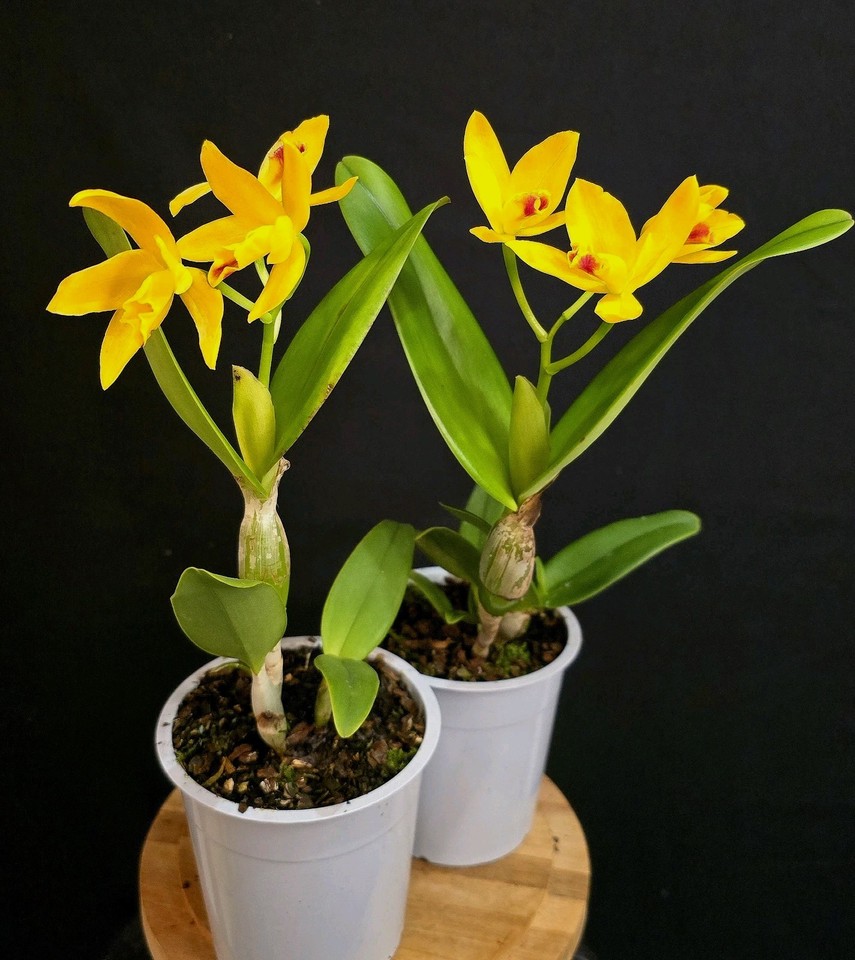 Mini Cattleya Hybrid Yellow. 1 Flower Spike, 12 Cm Pot. Buds Just ...