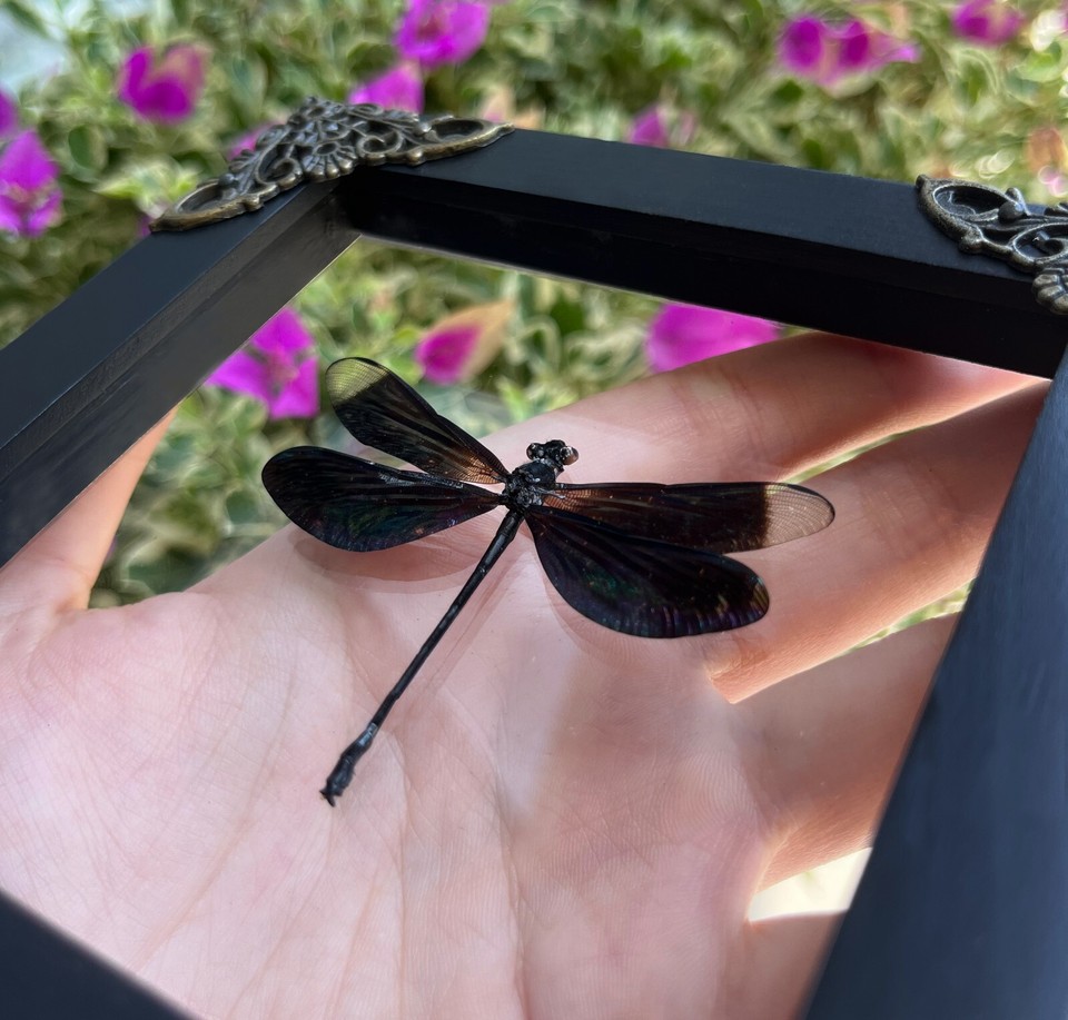 Gift for Dad Real Framed Dragonfly Insect Pinned Wall Hanging Art Decor ...