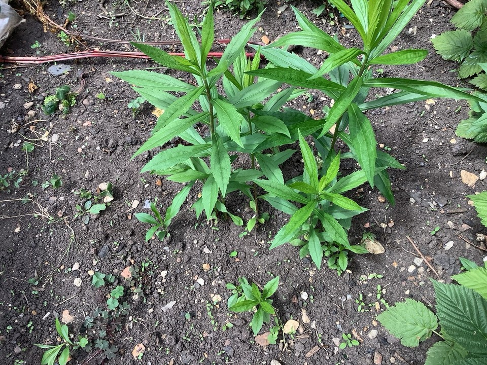 10 Golden Rod Plants. Dug from my own garden. Posted bare root | eBay UK