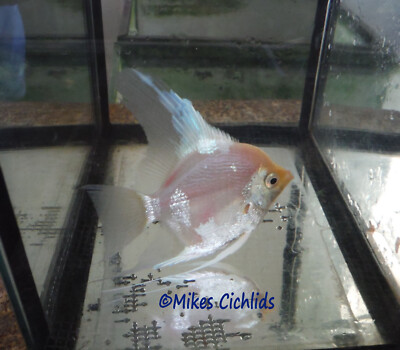 Angelfish Platinum Paraiba Sm Nickel size QTY 2 | eBay