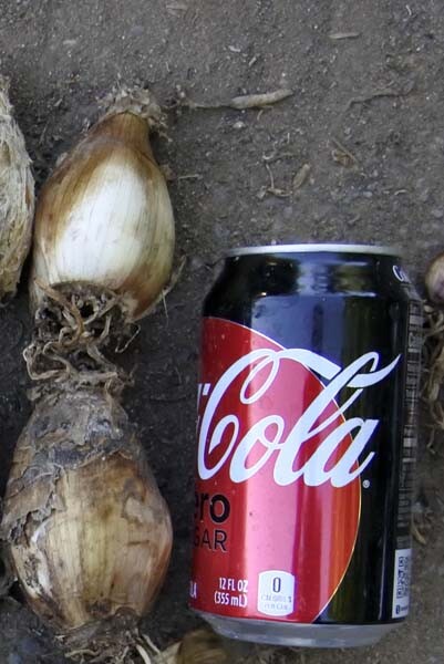 Set of 2 or 3 Amaryllis Belladonna Bulbs Lily Pink Naked Ladies Plant ...