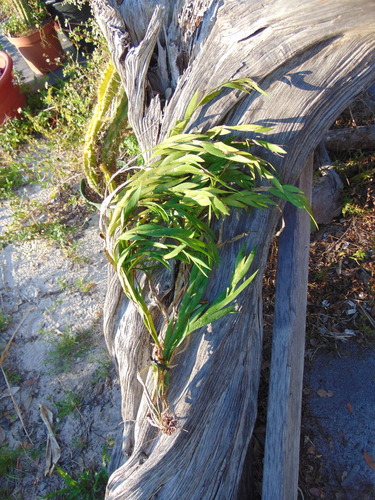 Dendrobium keitii Bloom size Bare root SPECIES LARGE PLANT | eBay