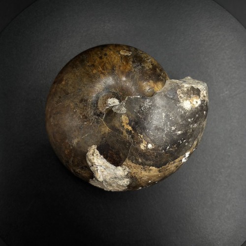 Paracladiscites indicus ammonite – Late Triassic Norian Timor GEM | eBay