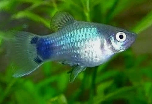 Mickey Mouse Molly Fish