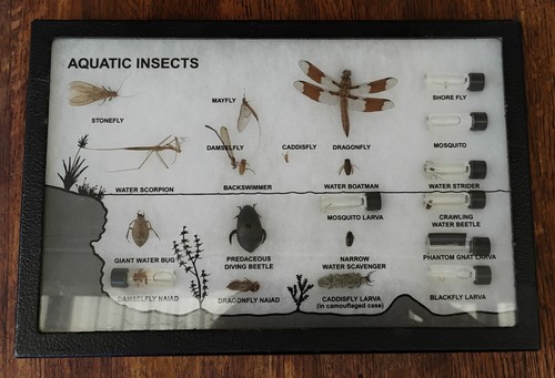 Water Aquatic Insect Collection Educational Taxonomy Taxidermy | eBay