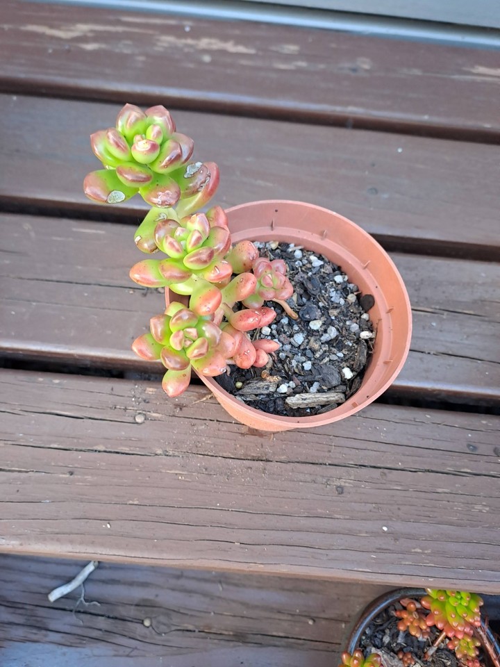 SEDUM LUCIDUM | eBay Australia
