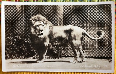 RPPC Real Photo Gilmore The Lion Gays Lion Farm El Monte CA C1920s | eBay