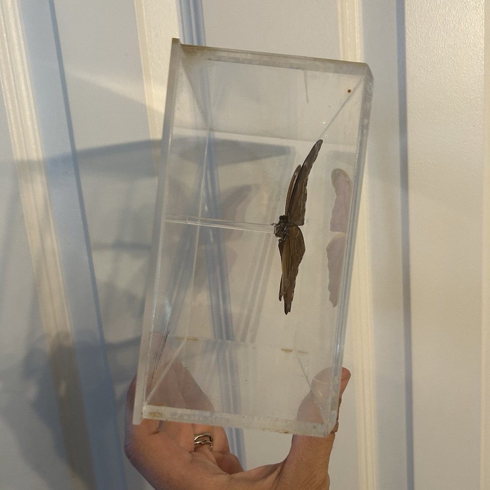 Sam Trophia Framed Acrylic Case Morpho Butterfly | eBay