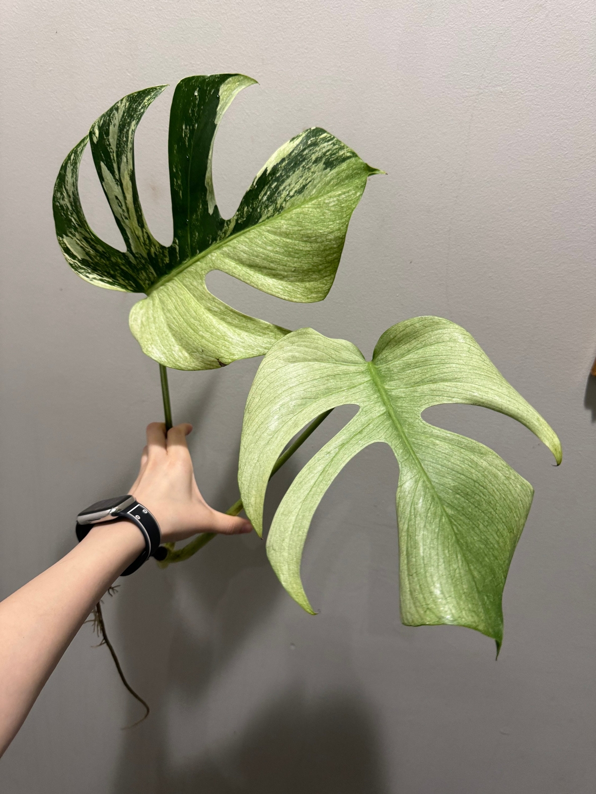 Monstera mint variegated NOID top cutting with water roots. US seller ...