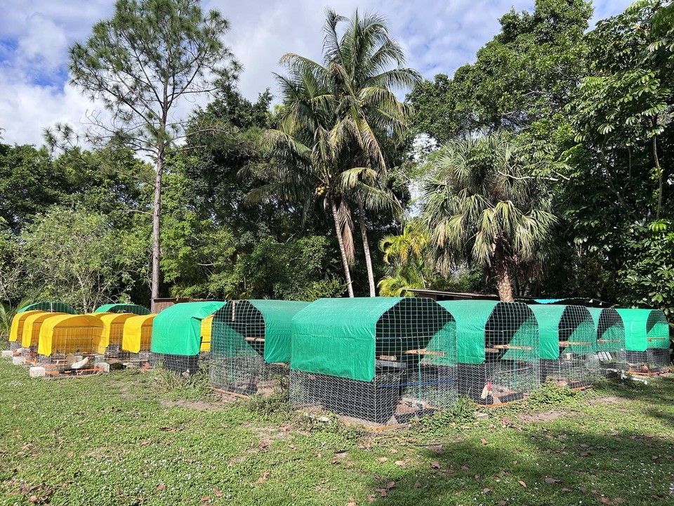 10 Tracy Pyle / Bates Spangled Hatch Poultry Chicken Gamefowl Hatching ...