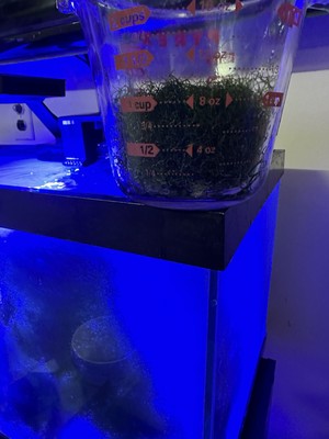 1 Cup of Chaetomorpha Macro Algae Chaeto nutrient Export | eBay