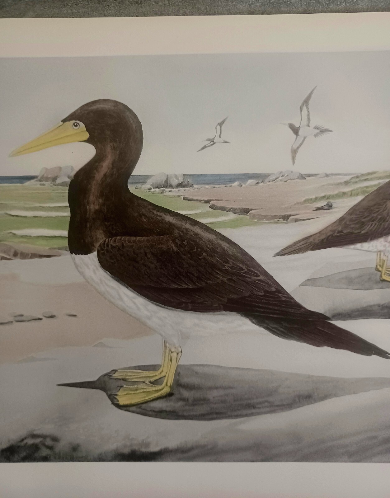 Original! 1930 Rex Brasher #115 Hand Colored Bird Print Booby Shore ...