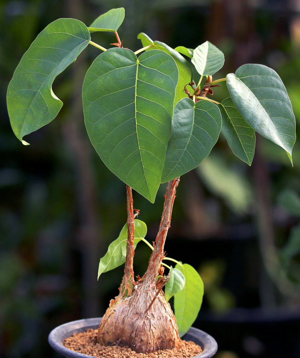 Ficus Palmeri rare caudex exotic bonsai succulent tree seed pack 10 ...