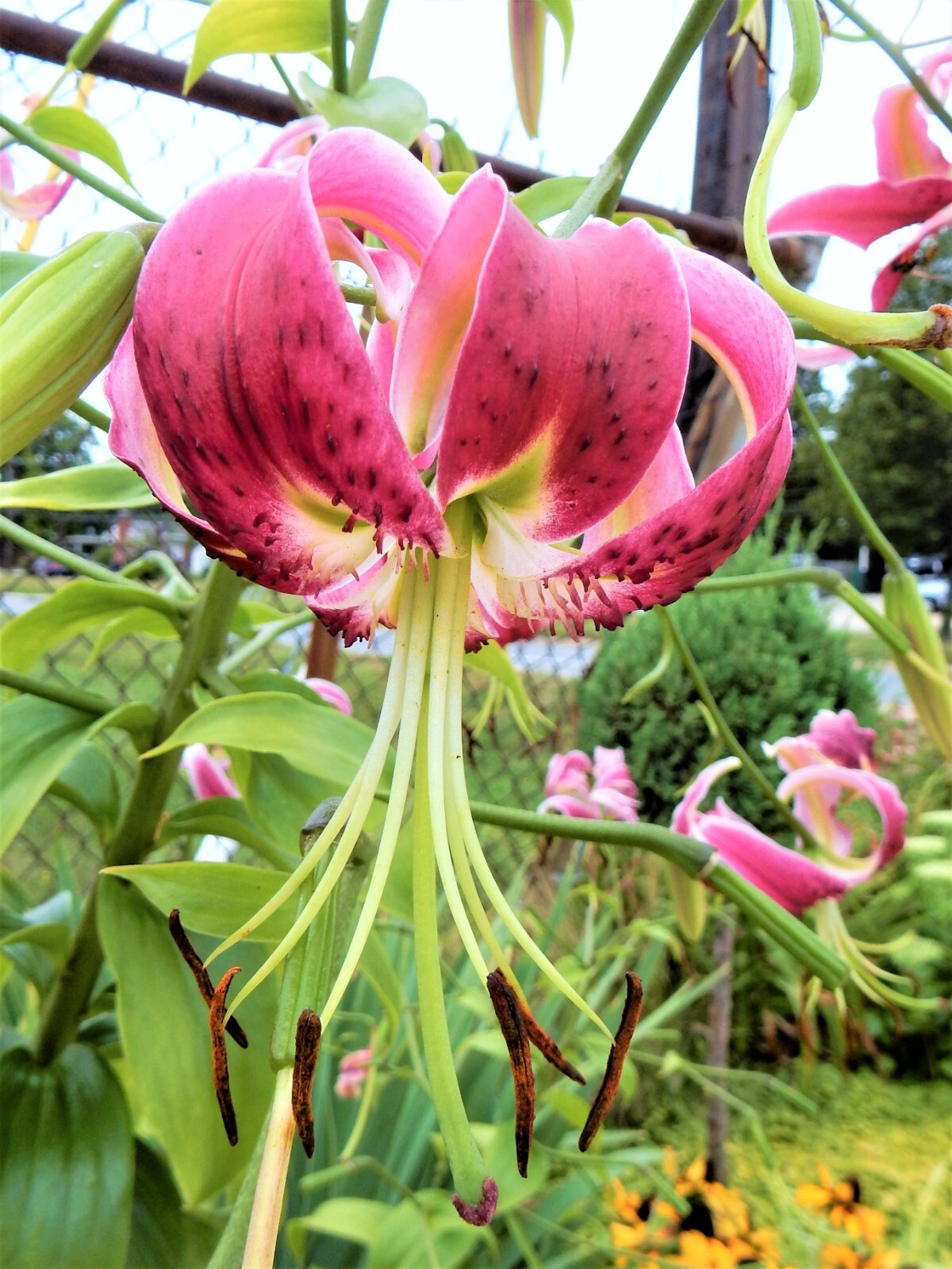 LILIUM SPECIOSUM RUBRUM - Perennial - 2 Plants | eBay