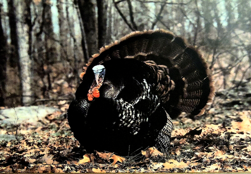 WILD TURKEY PICTURE WILDLIFE HUNTING FRAMED POSTER PRINT 12 1/2 X 18 1/ ...
