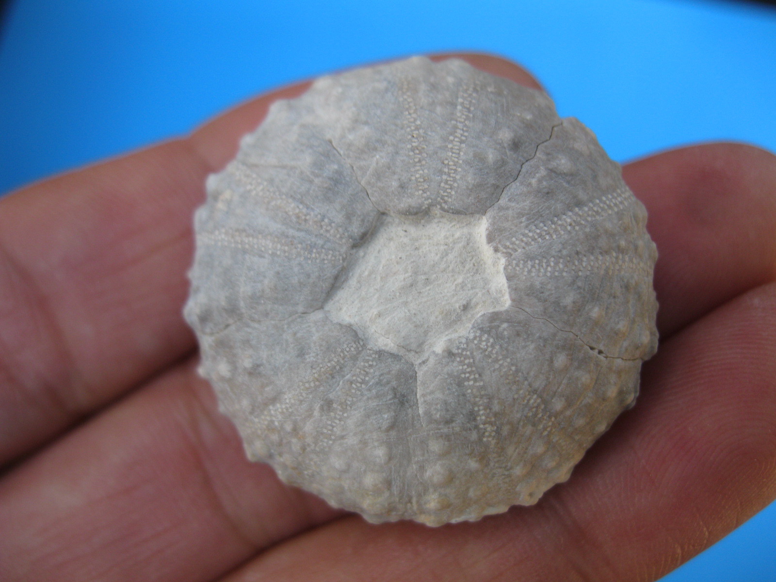 Texas Fossil Cretaceous Echinoids Phymosoma Texanum Urchin # 1996 | eBay