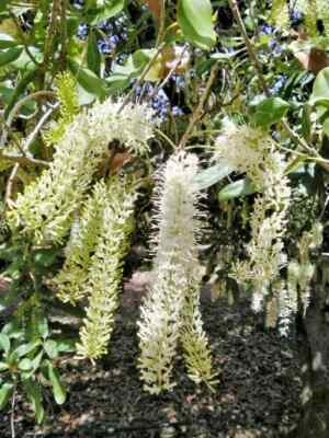 5 X NATIVE IVORY CURL FLOWER SEEDS-FLOWERS-HARDY GARDEN FEATURE TREE ...