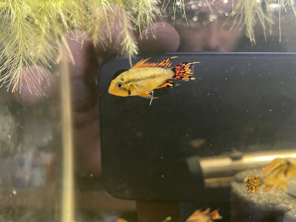 1”+ 2 Pack Female Super/Quad Red Apistogramma Cacatuoides Cichlid VIP ...