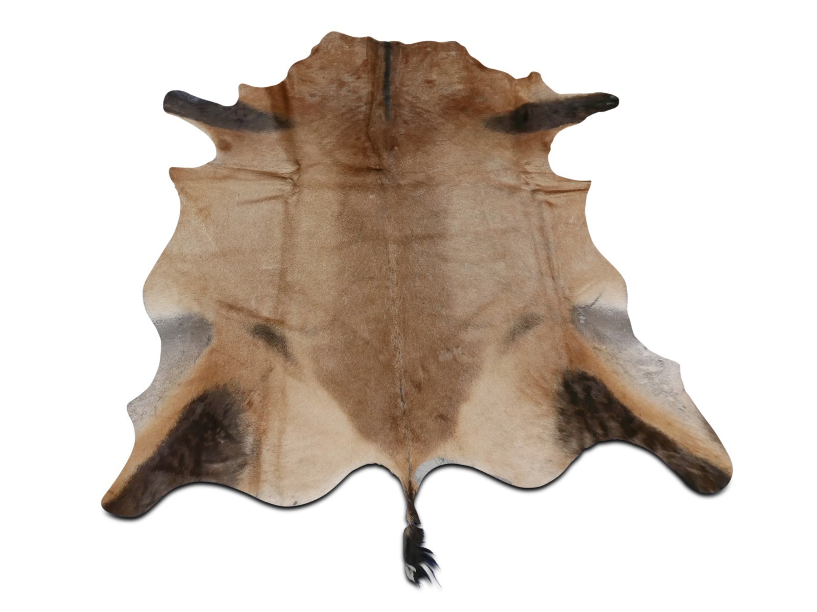 Deer Skin African Red Hartebeest Skin buck skin African Deer Skin ...