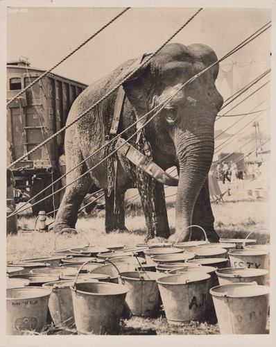 Ringling Bros RBBB Elephant Boston MA Watering 1940s - Original Photo ...