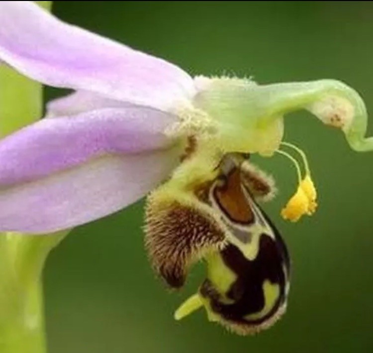 The Rare Ophrys Apifera (Bee Orchid Flower) Orchids Seeds 100+ 🏅AWARD ...