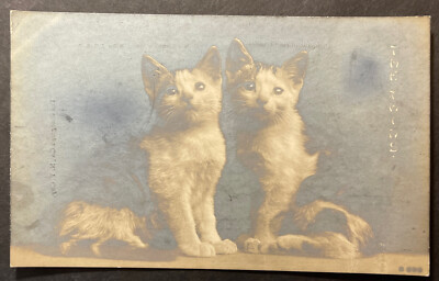 The Twins Kittens Cats RPPC The Rotograph Co | eBay