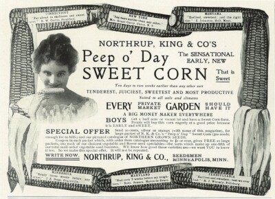 Peep O' Day Sweet Corn Woman Eating Corn on the Cob 1904 Antique Print ...
