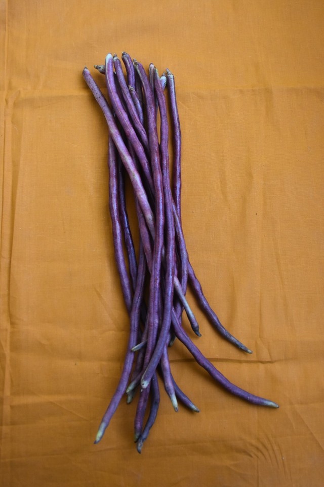 20 Long red Yard Bean seeds Asian Chinese/ Indian/Bangladeshi Long ...