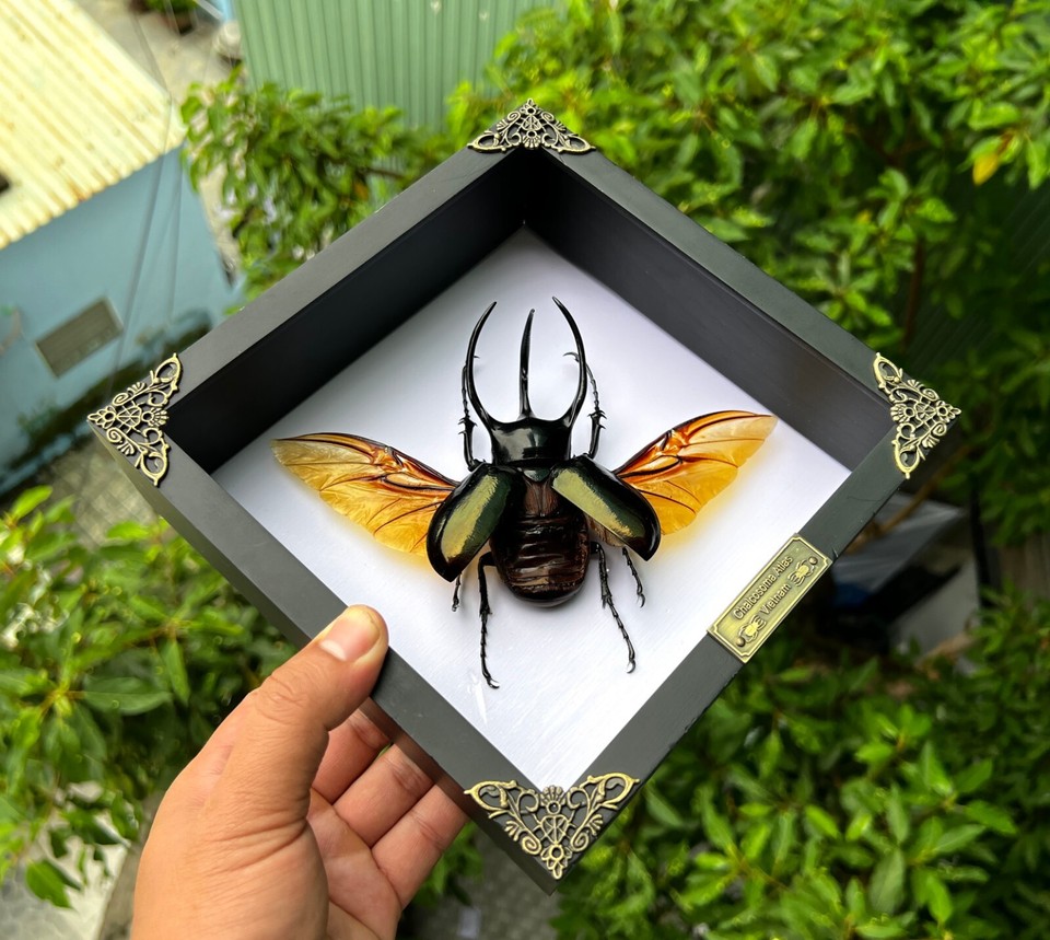 Framed Insect Giant Atlas Beetle Entomology Collection Display Gothic ...