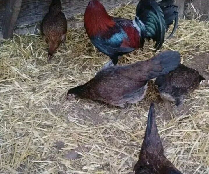 8 PURE RAT GRAVES LEIPER CHICKEN HATCHING EGGS LIEPER HATCH Egg | eBay