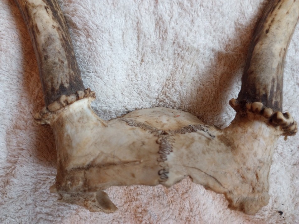 Two Point Mule Deer Antlers /Rack With Skullcap | eBay