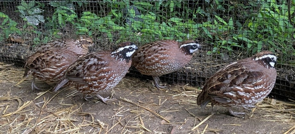 36+ Georgia Giant Bobwhite Quail *Fertile Hatching Eggs* (Colinus ...