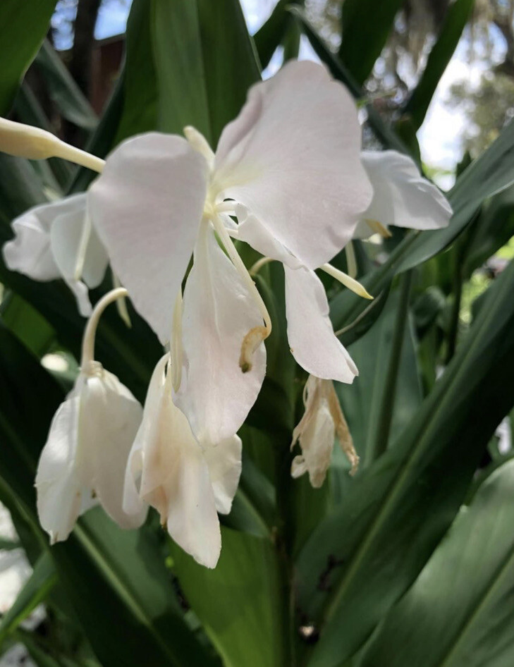 butterfly ginger plant Medium Size In Pot Live Plant | eBay