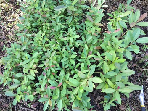 JAMUN JAMBUL FRUIT TREE Syzygium cumini INDIAN WAX APPLE Java plum live ...