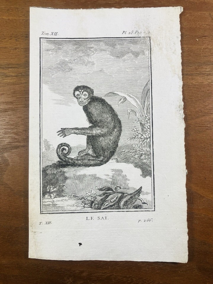 Capuchin Monkey Saï Sajou 1804 Engraving Primate Primatology Ethology ...